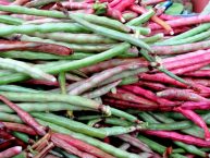 Growing Green Beans - Bush Beans vs Pole Beans