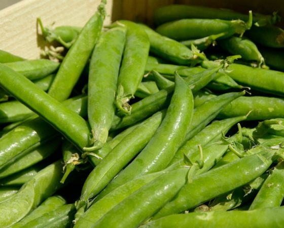 Types of Peas - Tips for Growing Garden Peas - English Snow Sugar Snap