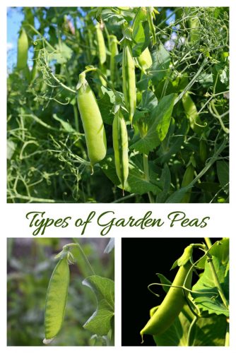 Types of Peas - Tips for Growing Garden Peas - English Snow Sugar Snap