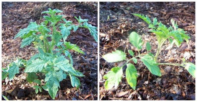 Growing Determinate Tomato Plants - Perfect for Containers