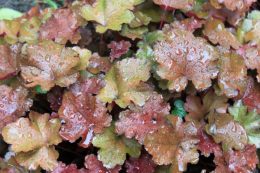 Heuchera Plant Care - Growing Coral Bells for a Shade Garden