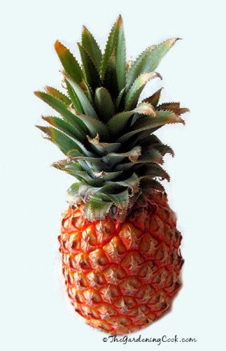 Growing Pineapples from the leafy Top - The Gardening Cook