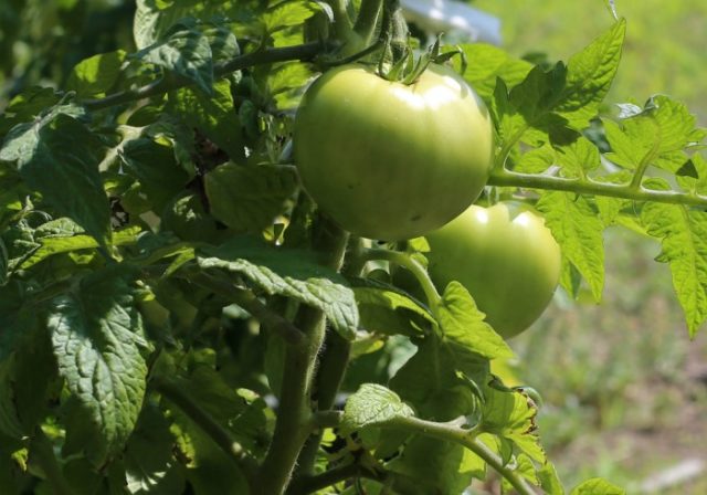 Growing Determinate Tomato Plants - Perfect for Containers