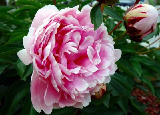 Pink Flowers - The Best Pink Flowering Annuals and Perennials