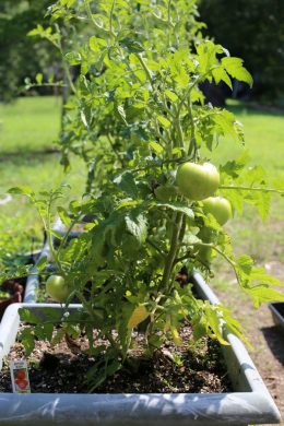 Growing Determinate Tomato Plants - Perfect for Containers