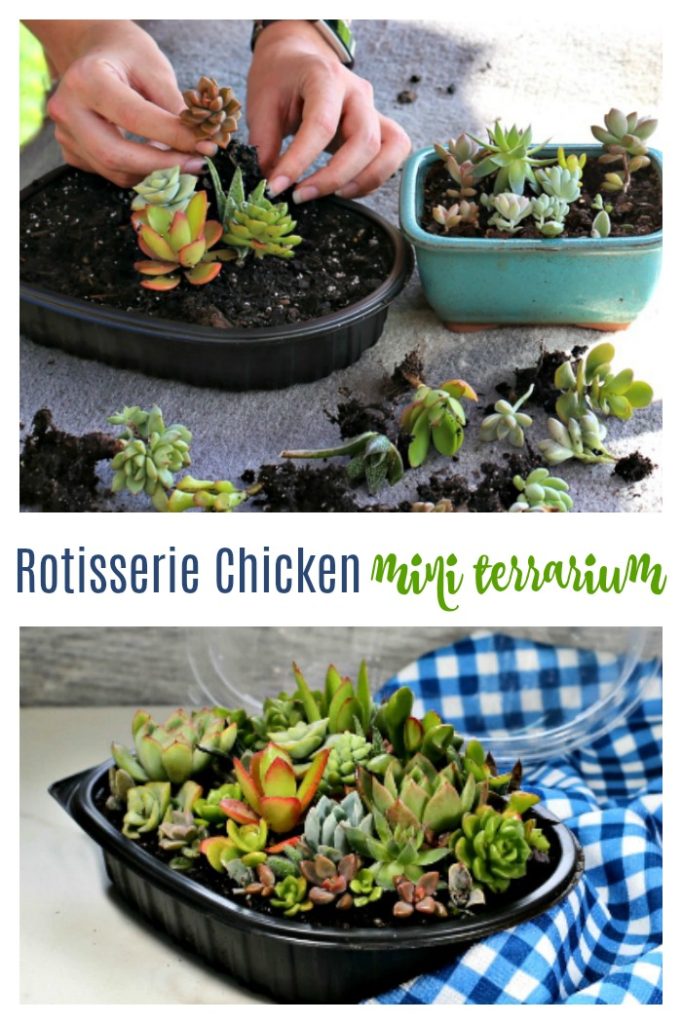 Rotisserie Chicken Mini Terrarium - Seed Starting Tray - DIY Greenhouse