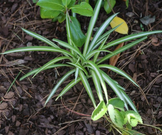 Autumn Frost Hosta - Easy to Grow Slug Resistant Variety