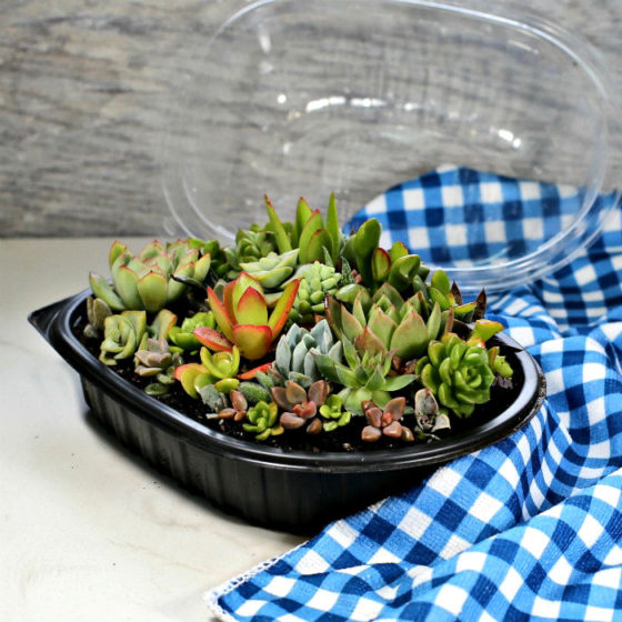 Rotisserie Chicken Mini Terrarium - Seed Starting Tray - DIY Greenhouse