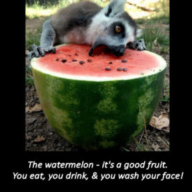 Watermelon Sayings And Quotes. QuotesGram