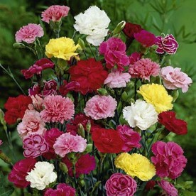 Dianthus Barbatus Perennial - Mounding and Container Plant - How to Grow