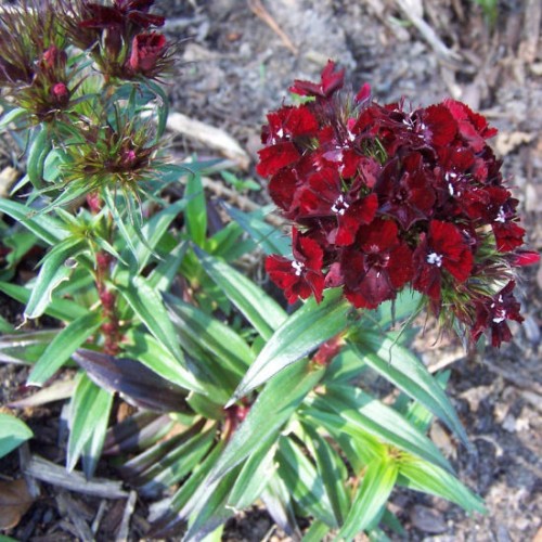 Dianthus Barbatus Perennial - Mounding and Container Plant - How to Grow