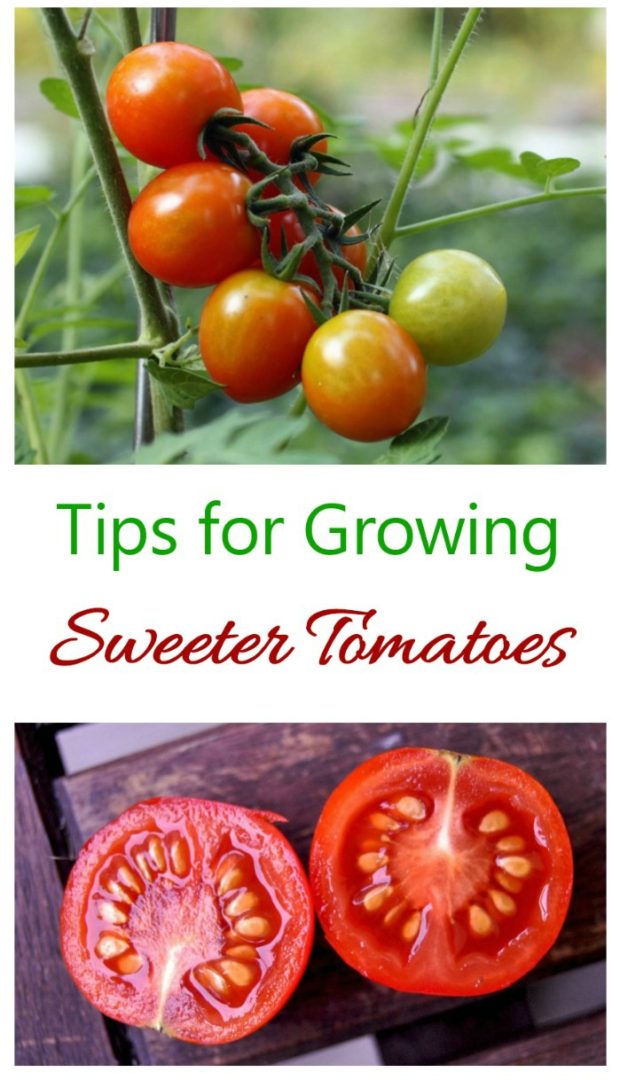 Sweet Tomatoes - Tips, Tricks & Myths - The Gardening Cook