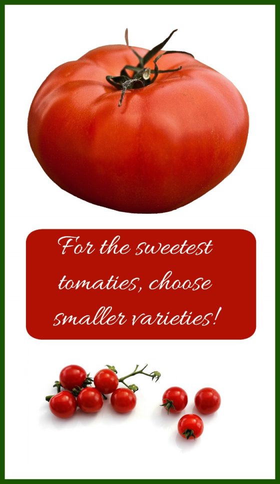 Sweet Tomatoes - Tips, Tricks & Myths - The Gardening Cook