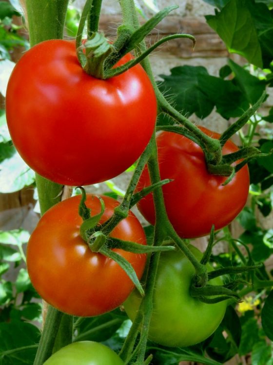 Sweet Tomatoes - Tips, Tricks & Myths - The Gardening Cook
