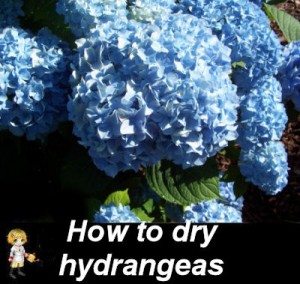 How to Water Dry Hydrangea Flowers