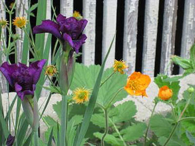 Favorite Flowers from The Fans of The Gardening Cook