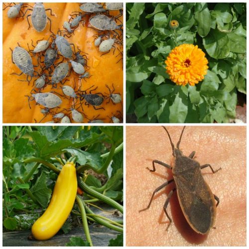 Control Squash Bugs 12 ways - How to Kill Squash Bugs
