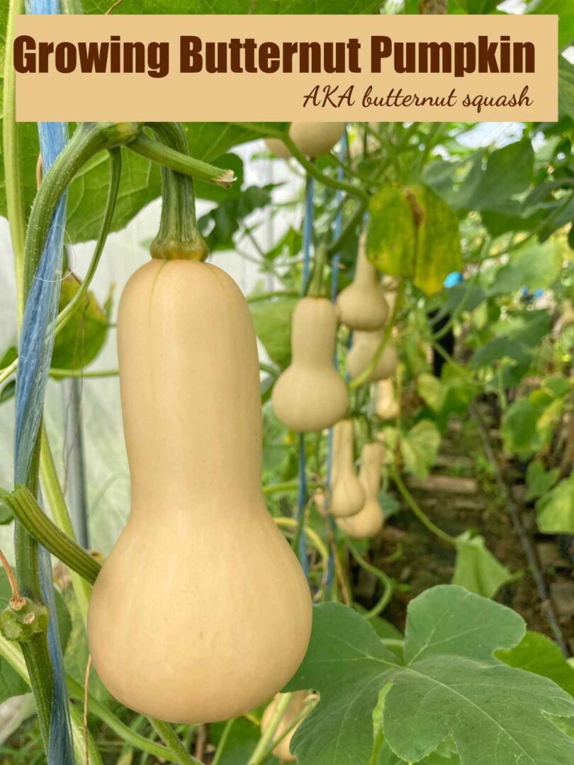 Growing Butternut Pumpkins - Care Tips, Harvesting, & Storage