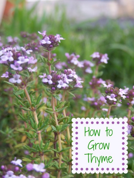 Growing Thyme - Fragrant Herb - How To Grow