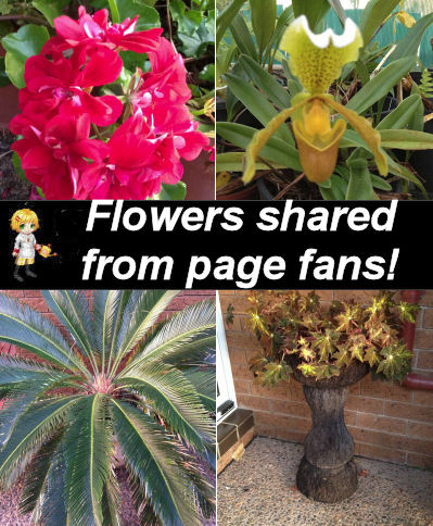 Favorite Flowers from The Fans of The Gardening Cook