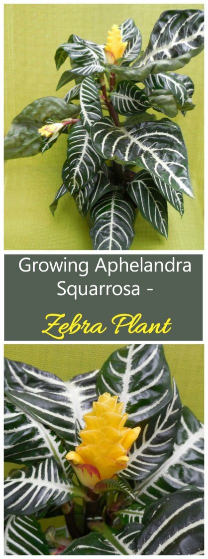 Zebra Plant - Tips for Growing Aphelandra Squarrosa
