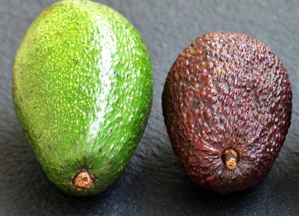 Florida Avocado - with Light Green Skin - Slimcado Facts and Nutrition
