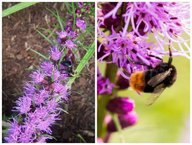 13 Tips for Growing Liatris - Attract Bees like a Magnet!