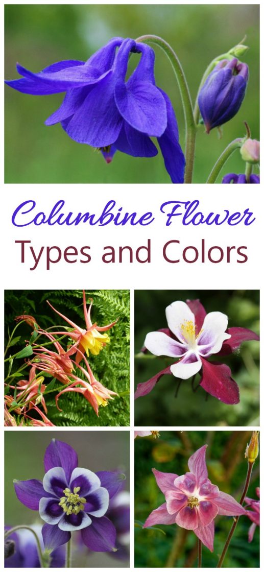 Growing Columbine - How to Grow Aquilegia for Bell Shaped Flowers