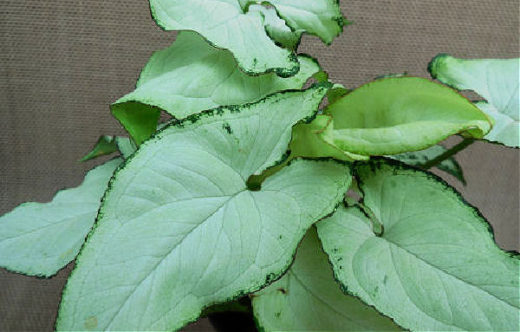 Arrowhead Plant Care - Tips for Growing Syngonium Podophyllum