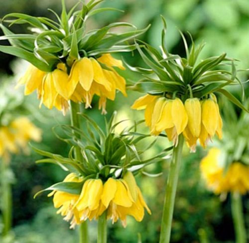 Yellow Flowers Bring a Blast of Sunshine to the Summer Garden