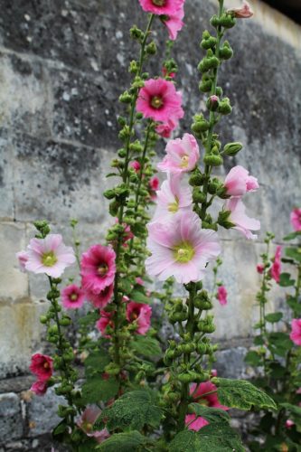 Growing Hollyhocks - A Traditional Cottage Garden Favorite