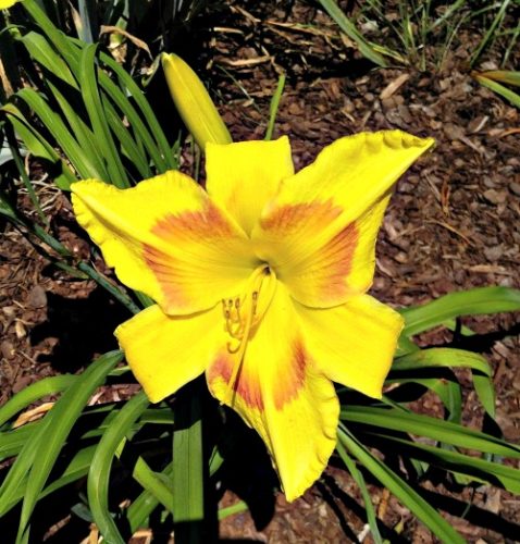 Garden Tour - See What is Blooming in my Garden This Week