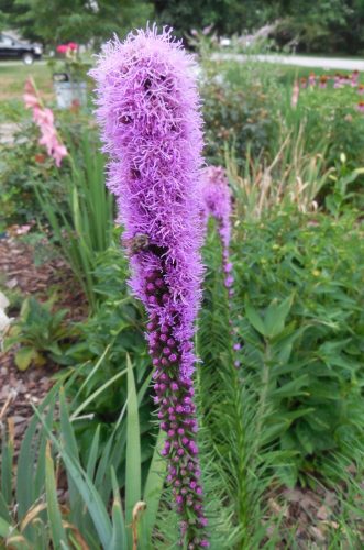 13 Tips for Growing Liatris - Attract Bees like a Magnet!