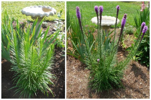 13 Tips for Growing Liatris - Attract Bees like a Magnet!