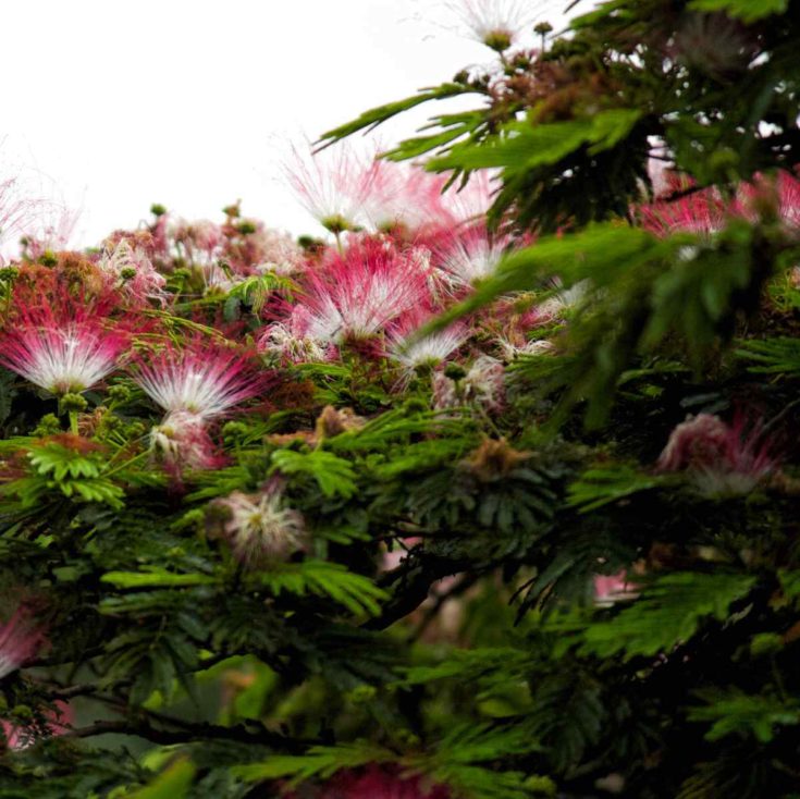 Mimosa Trees Are Rampant Seeders