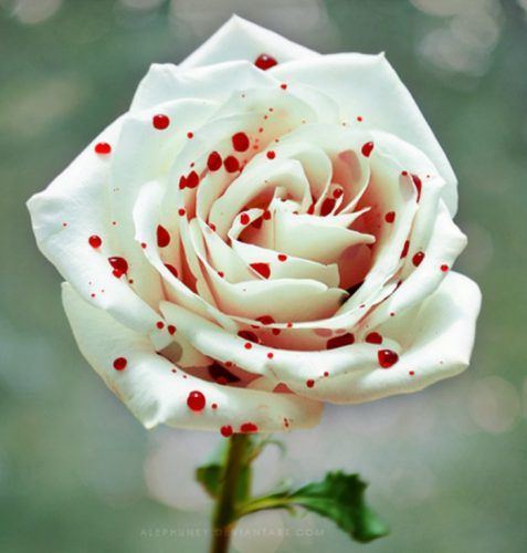 Amazing Rose Photos for America's Most Popular Plant - The Gardening Cook