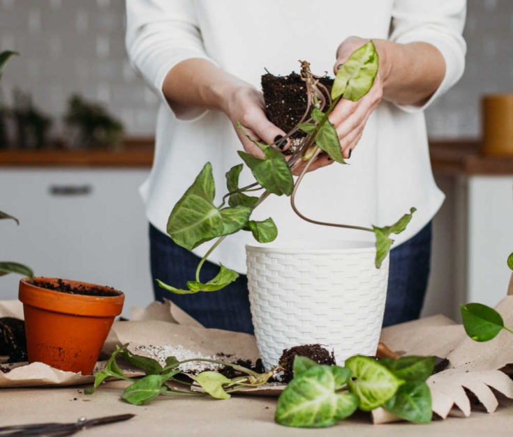 Arrowhead Plant Care - Tips for Growing Syngonium Podophyllum