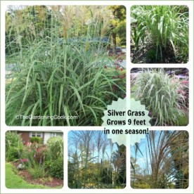 Japanese Silver Grass is the Perfect Plant to Hide a Fenceline