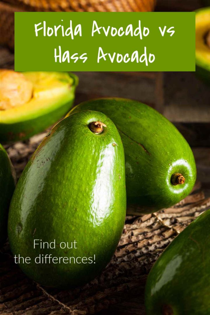 Florida Avocado - with Light Green Skin - Slimcado Facts and Nutrition