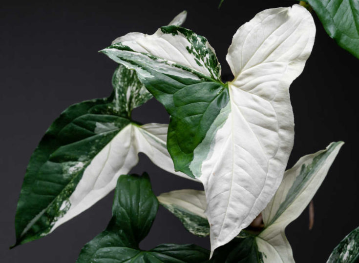 Arrowhead Plant Care - Tips for Growing Syngonium Podophyllum