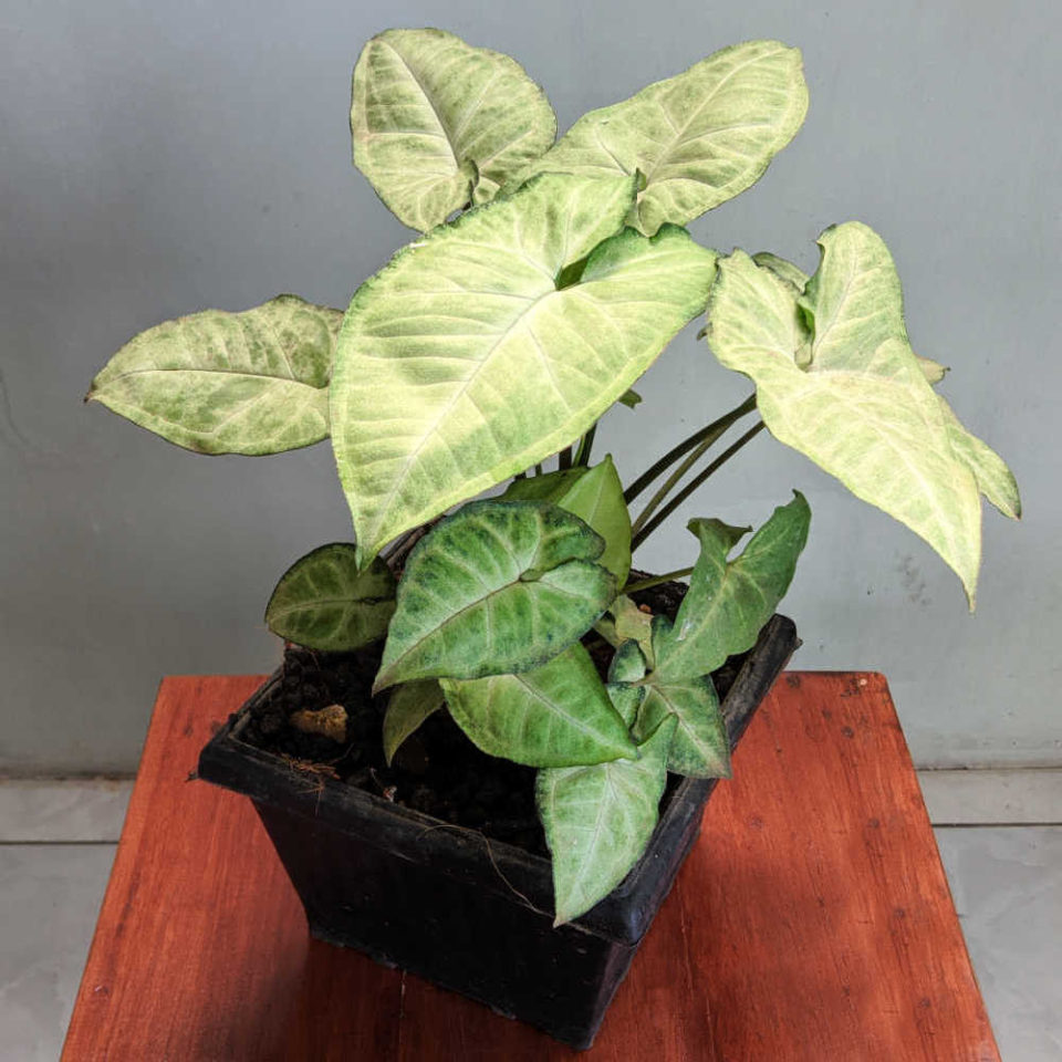 Arrowhead Plant Care - Tips for Growing Syngonium Podophyllum