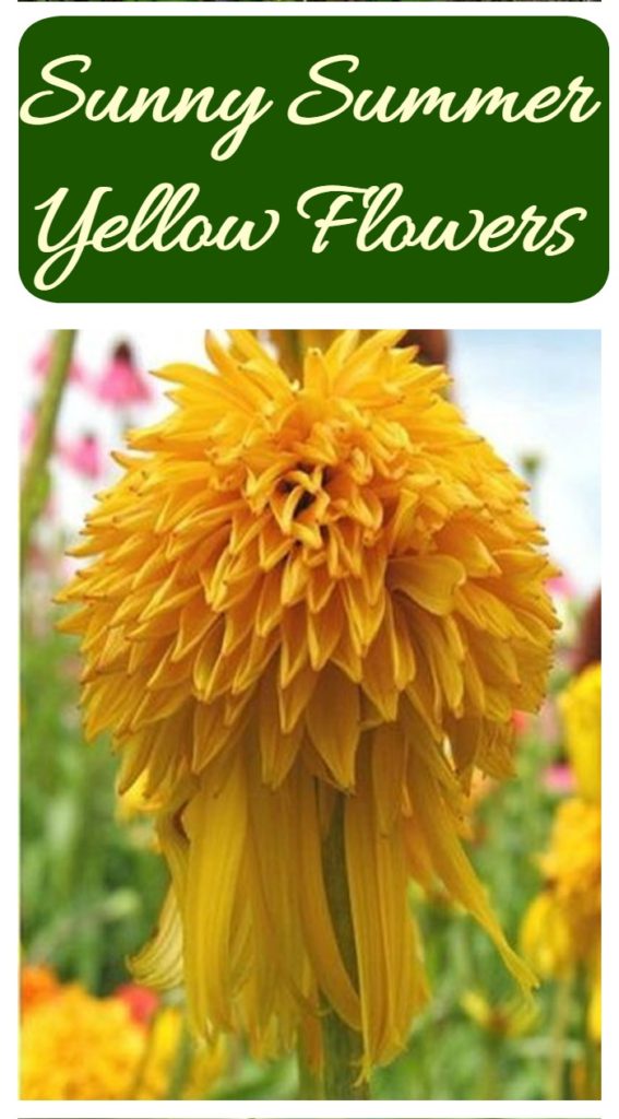 Yellow Flowers Bring a Blast of Sunshine to the Summer Garden