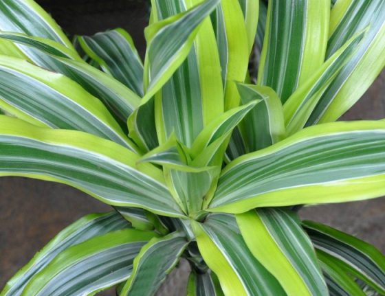 Growing Dracaena Fragrans - How to Grow Corn Plants
