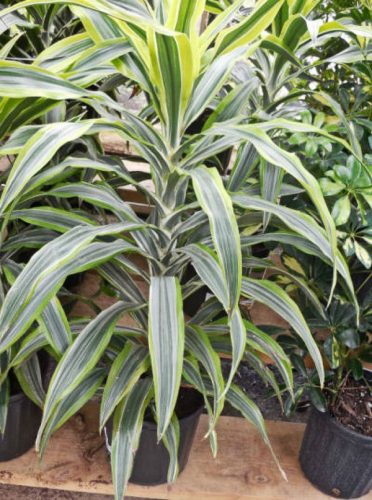 Growing Dracaena Fragrans - How to Grow Corn Plants