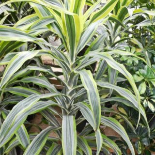 Growing Dracaena Fragrans - How to Grow Corn Plants