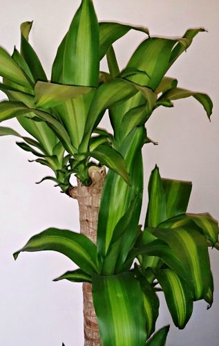 Growing Dracaena Fragrans - How to Grow Corn Plants