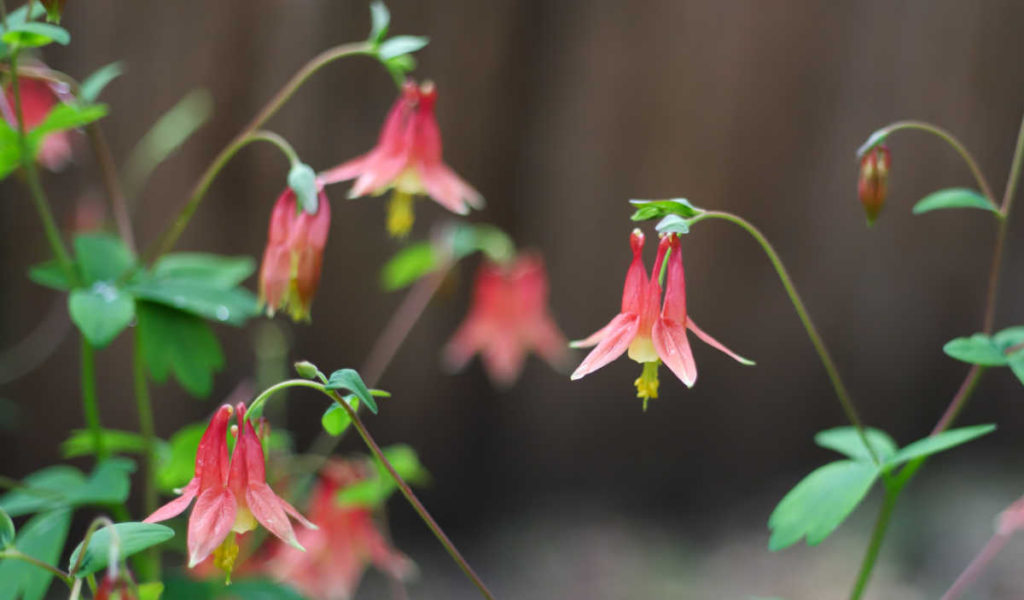 Eastern Red Columbine - Growing Aquilegia Canadensis - A Wild Perennial