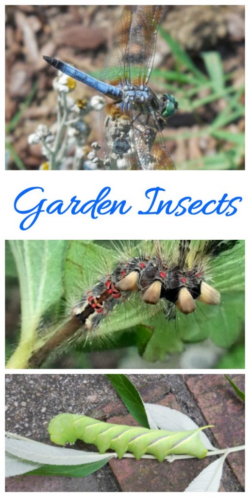 Garden Insects- Bees, Bugs and Butterflies - The Gardening Cook