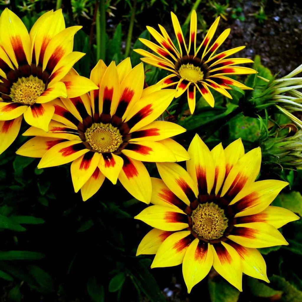 Gazania Plant - Care Tips Gazania Rigens - How to Grow African Daisy