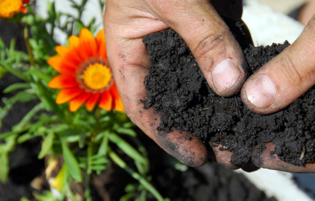 Gazania Plant - Care Tips Gazania Rigens - How to Grow African Daisy